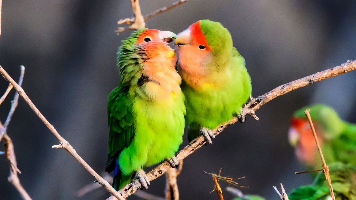 How To Keep Lovebirds as Pets: Here Are 5 of the Best Tips – Petsmont