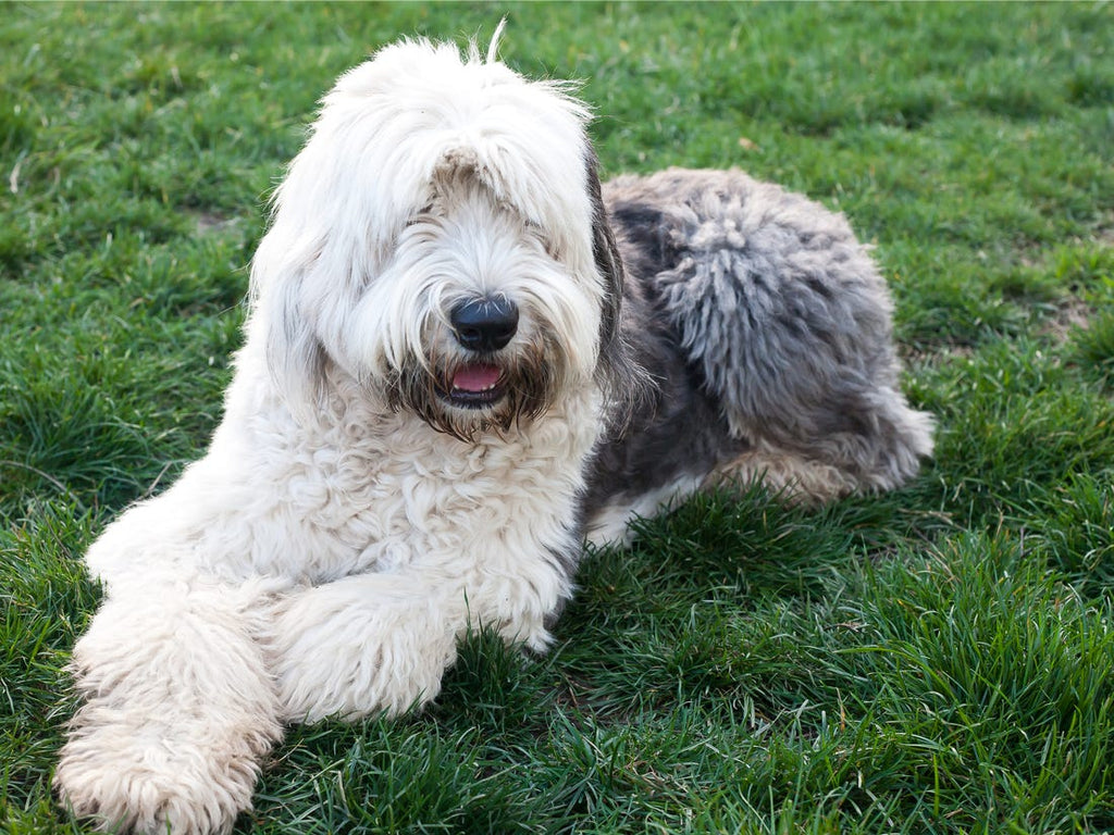 Most Common Shaggy Dog Breeds Petsmont most-common-shaggy-dog-breeds-petsmont