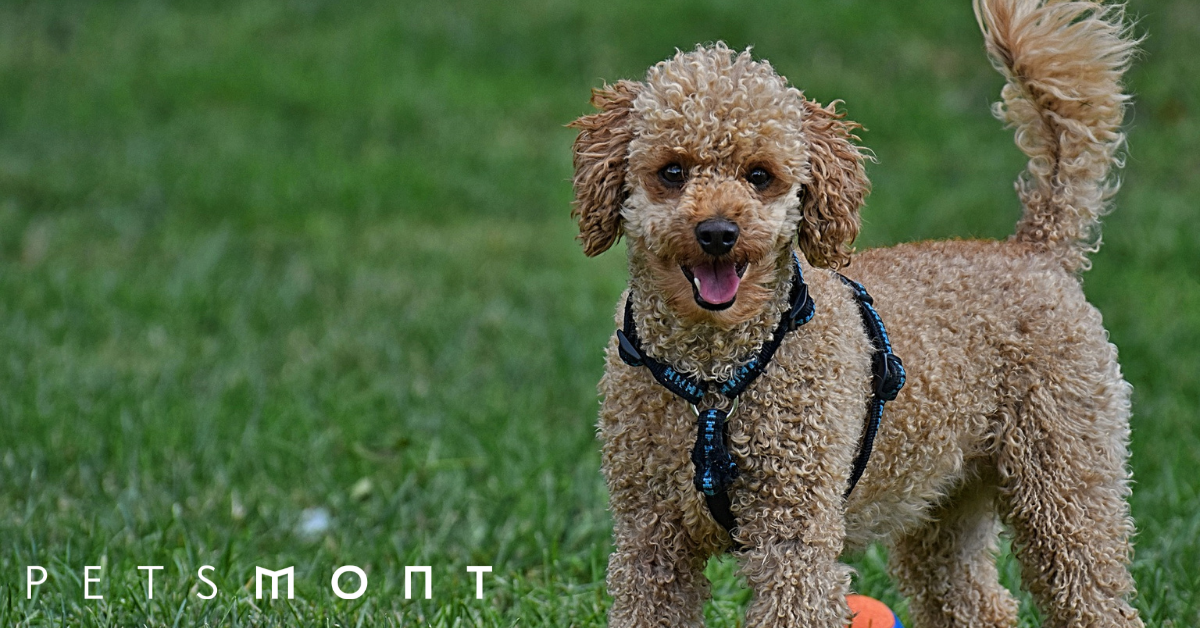 Learn About the Different Poodle Sizes Today – Petsmont