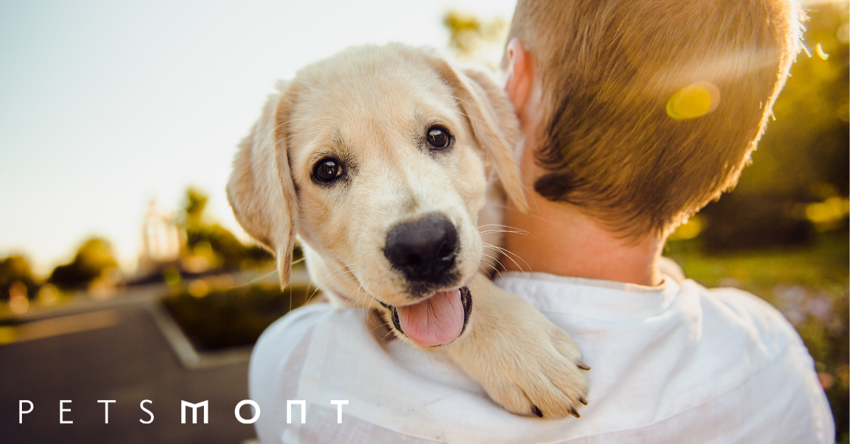 Why Dogs Are Man's Best Friend: The Truth May Surprise You – Petsmont