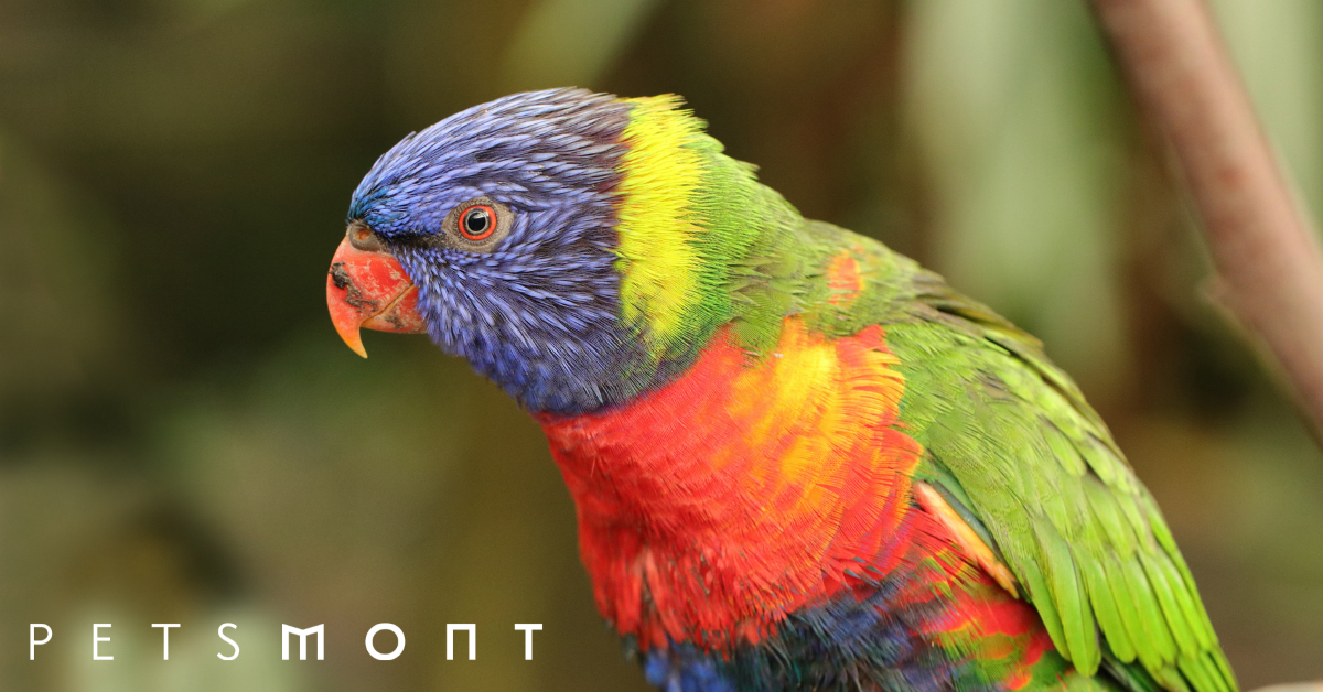 Lorikeet Lifespan: What to Know Before Adopting – Petsmont