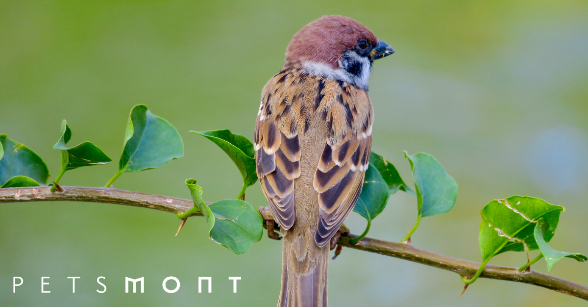 5 Bird Hygiene Tips You Need To Know – Petsmont