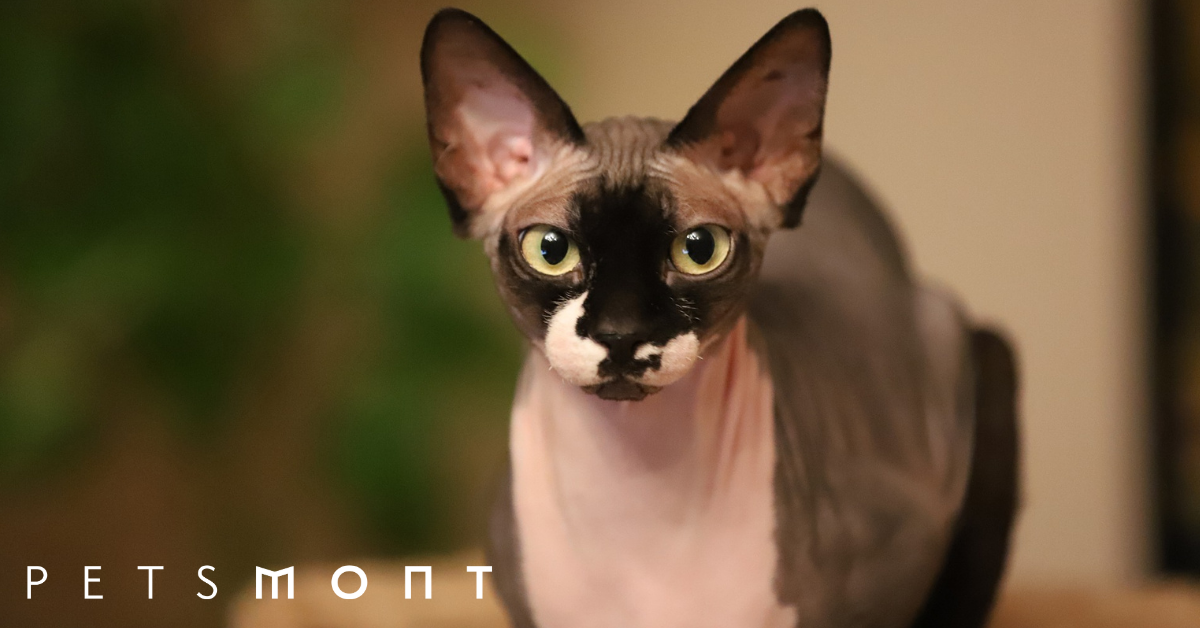 The Cornish Rex Cat Breed: Find Out Now If They're The One For You ...