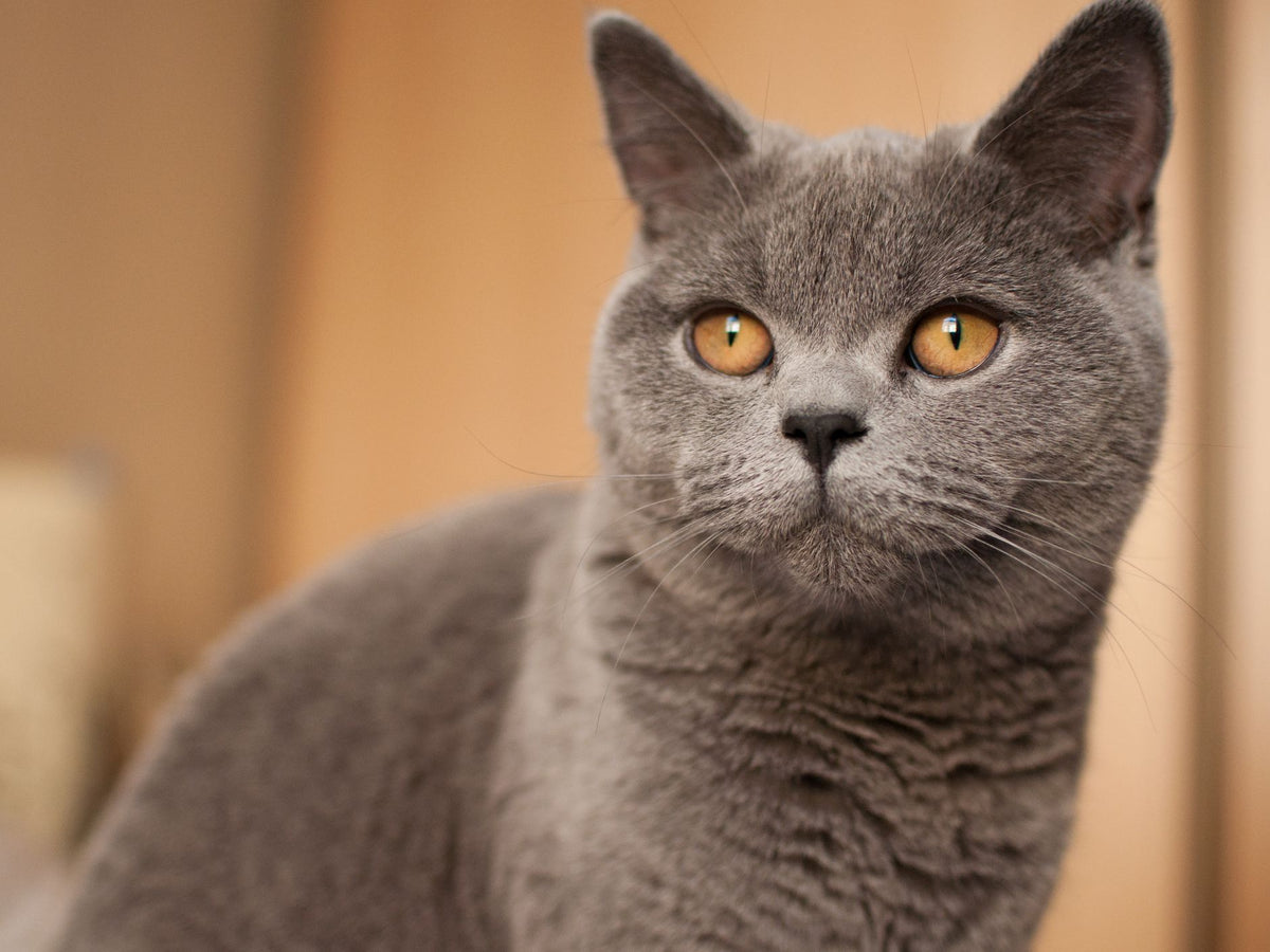 English Shorthair Cat: Get to Know the Breed – Petsmont