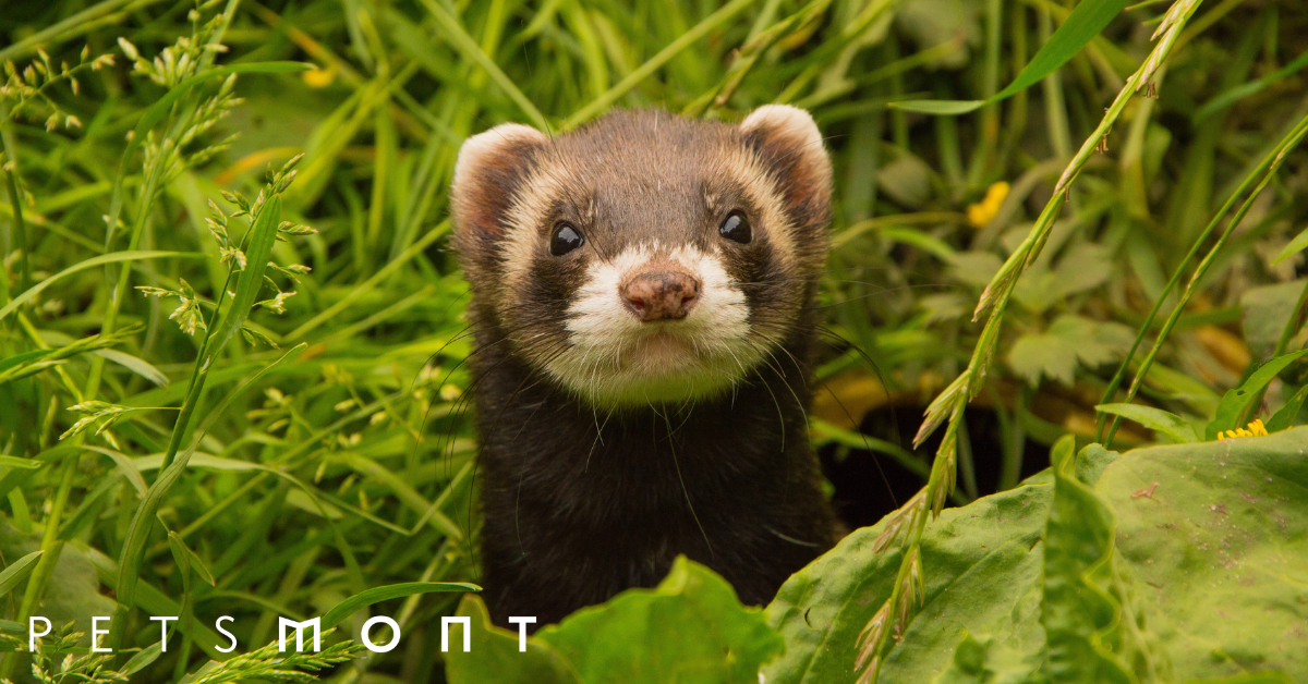 Ferret Lifespan: Best Caretaking Practices for a Ferret Lifespan – Petsmont