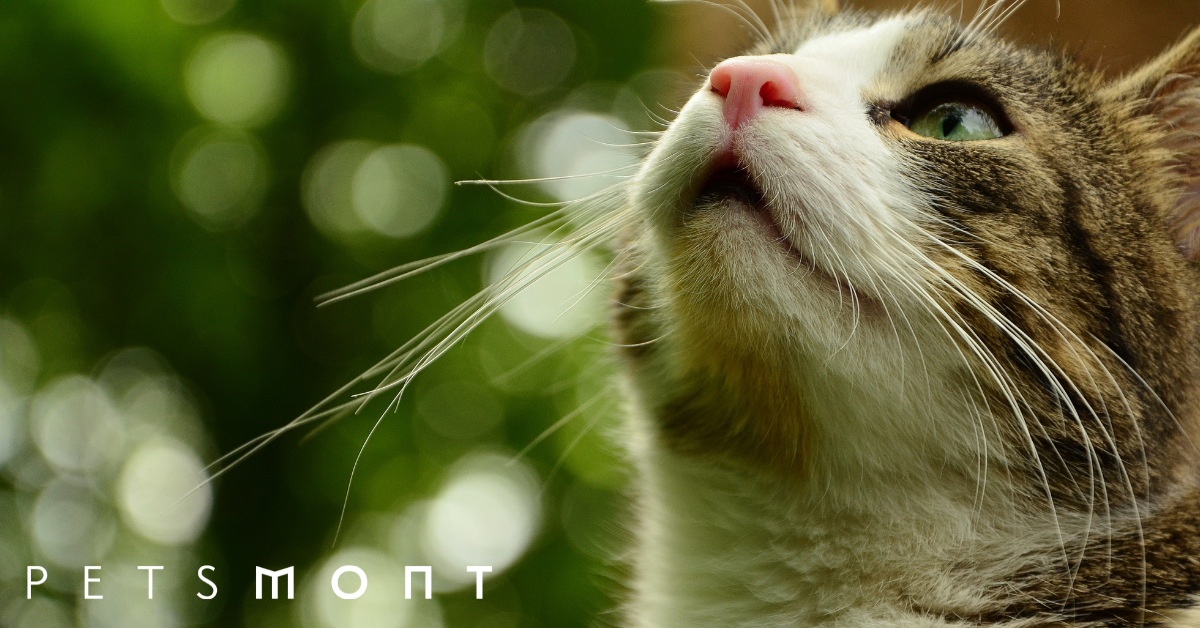 The Cat Nose: Common Cat Nose Conditions – Petsmont