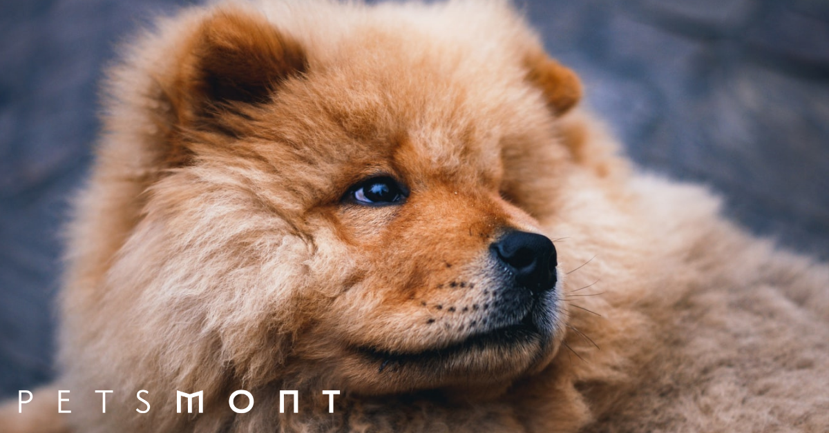 Here Are the 5 Most Well-Known Dogs – Petsmont