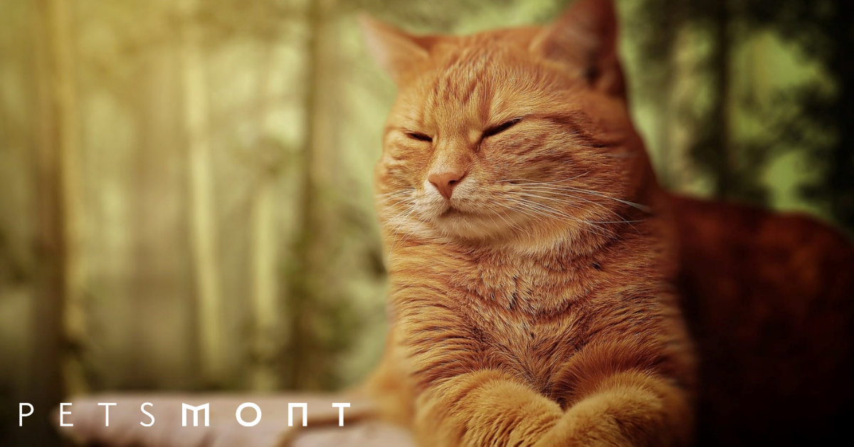 Everything You Need to Know About a Cat's Memory Span – Petsmont