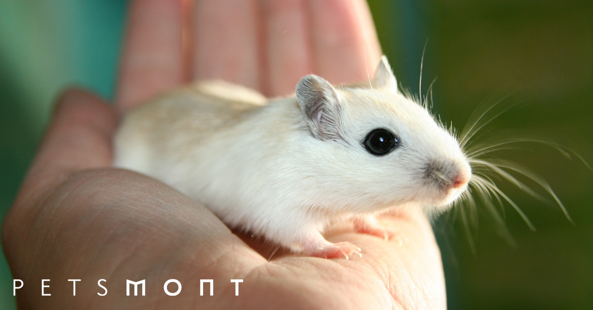 Gerbil Diet: How To Give Your Pet The Most Nutritious Food – Petsmont