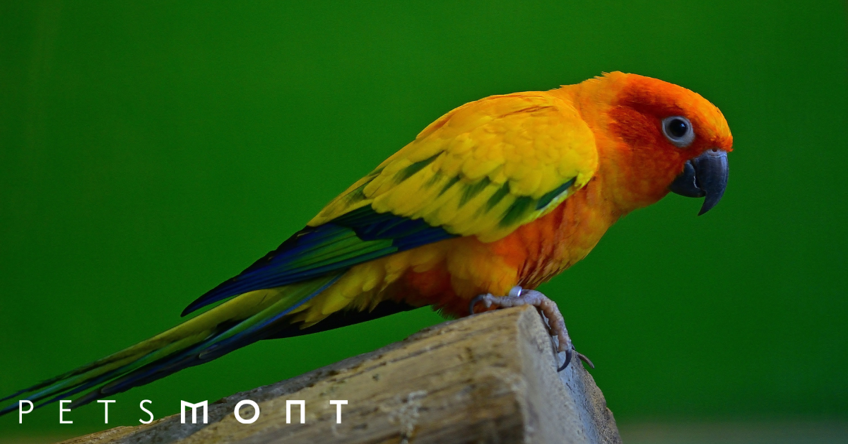 Parakeet Lifespan: How to Help Them Live a Long Healthy Life – Petsmont