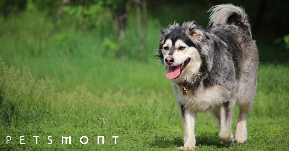 Signs of Good Health In Dogs – Petsmont