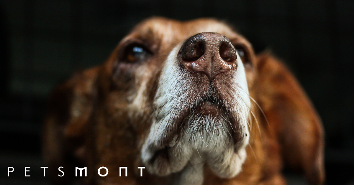 The Dog Nose: 5 Things You Need To Know About It – Petsmont