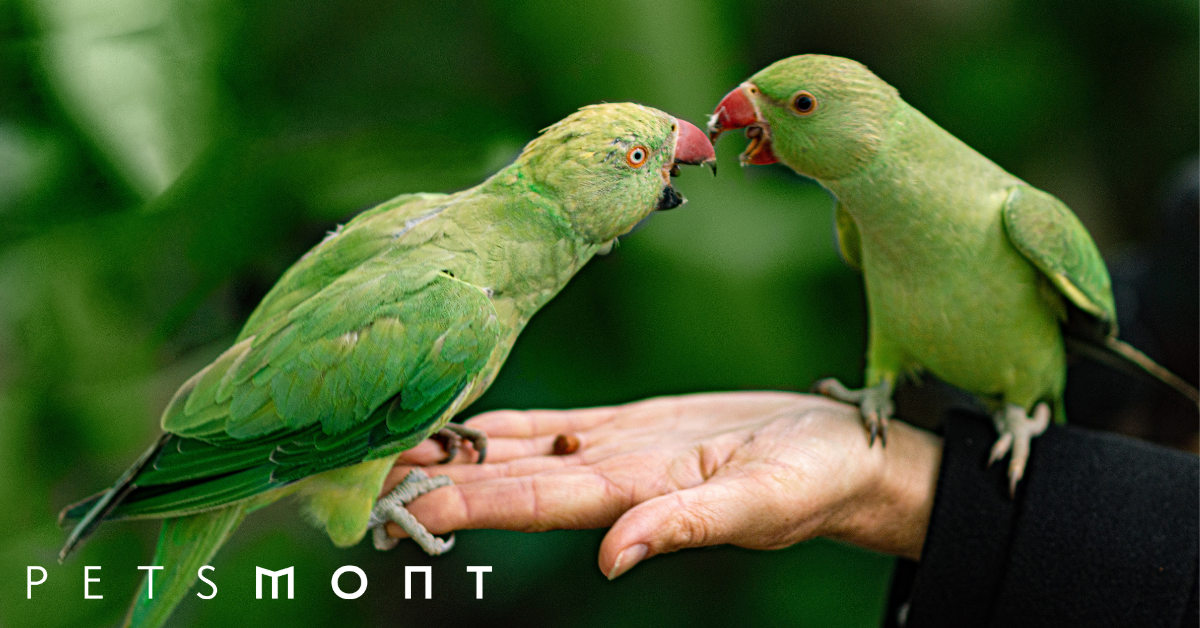 A Bird's Brain: Why They're Highly Intelligent – Petsmont