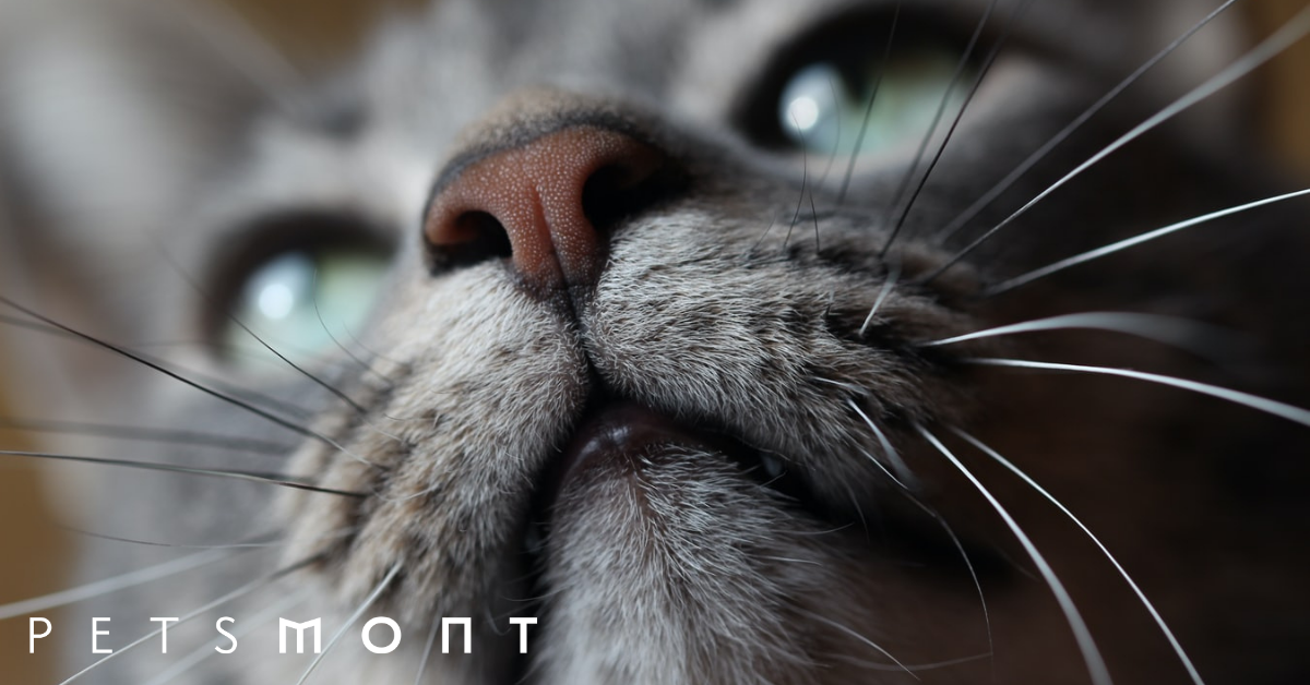 Interesting Facts About the Cat Nose – Petsmont