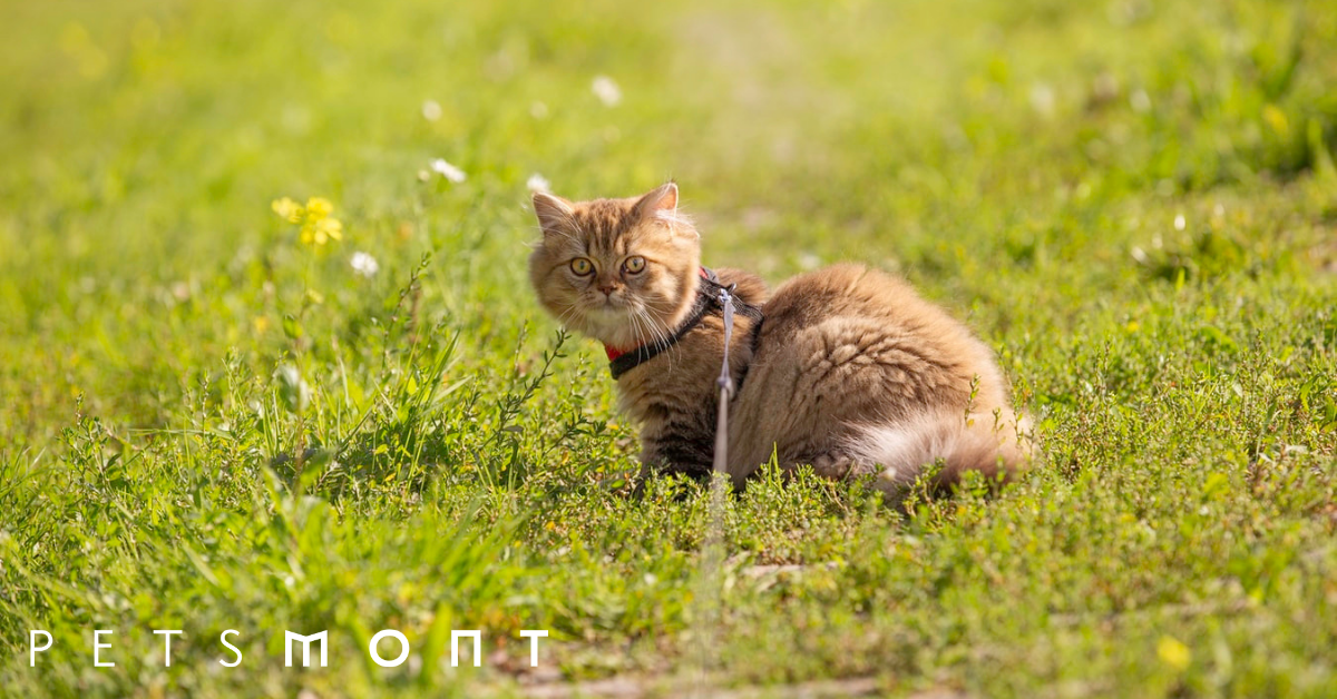 5 Reasons Why You Should Be Walking Your Cat – Petsmont