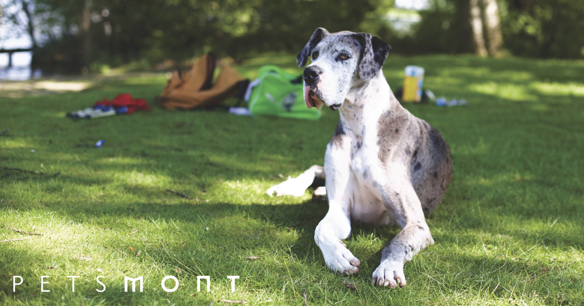 Great Dane lifespan: Learn About These 3 Things – Petsmont