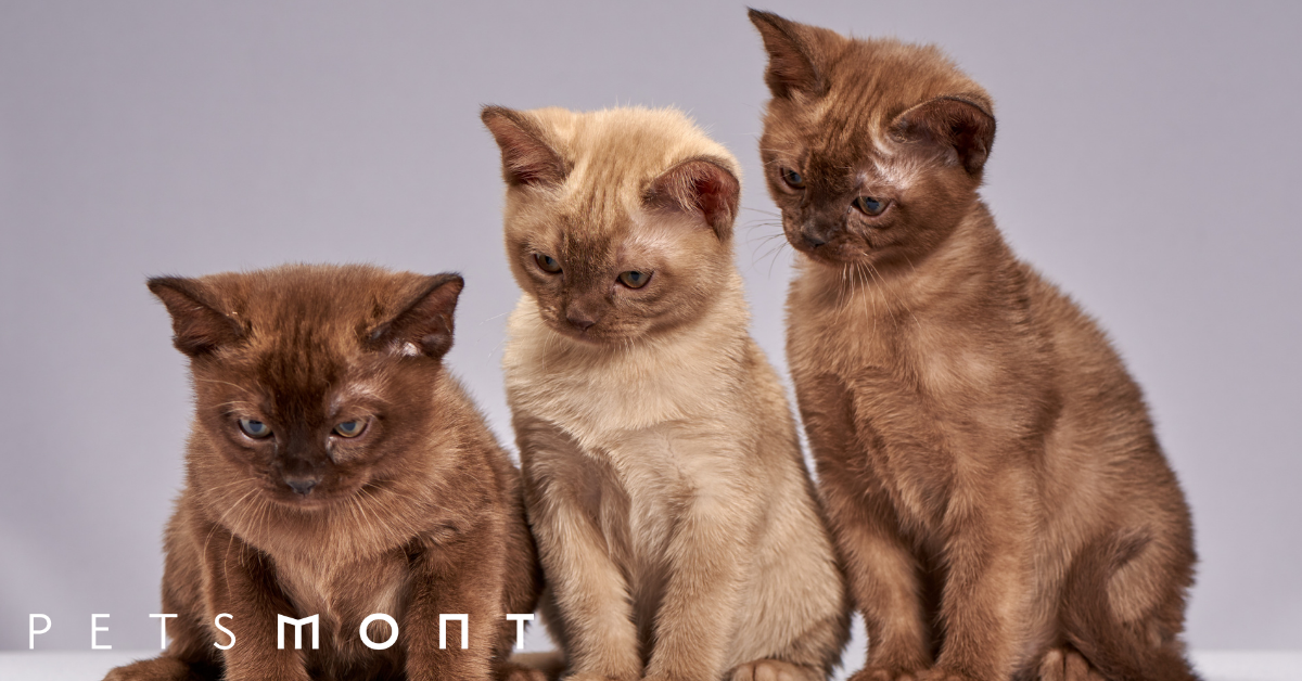 Types of Cat Breeds: Get to Know Them – Petsmont