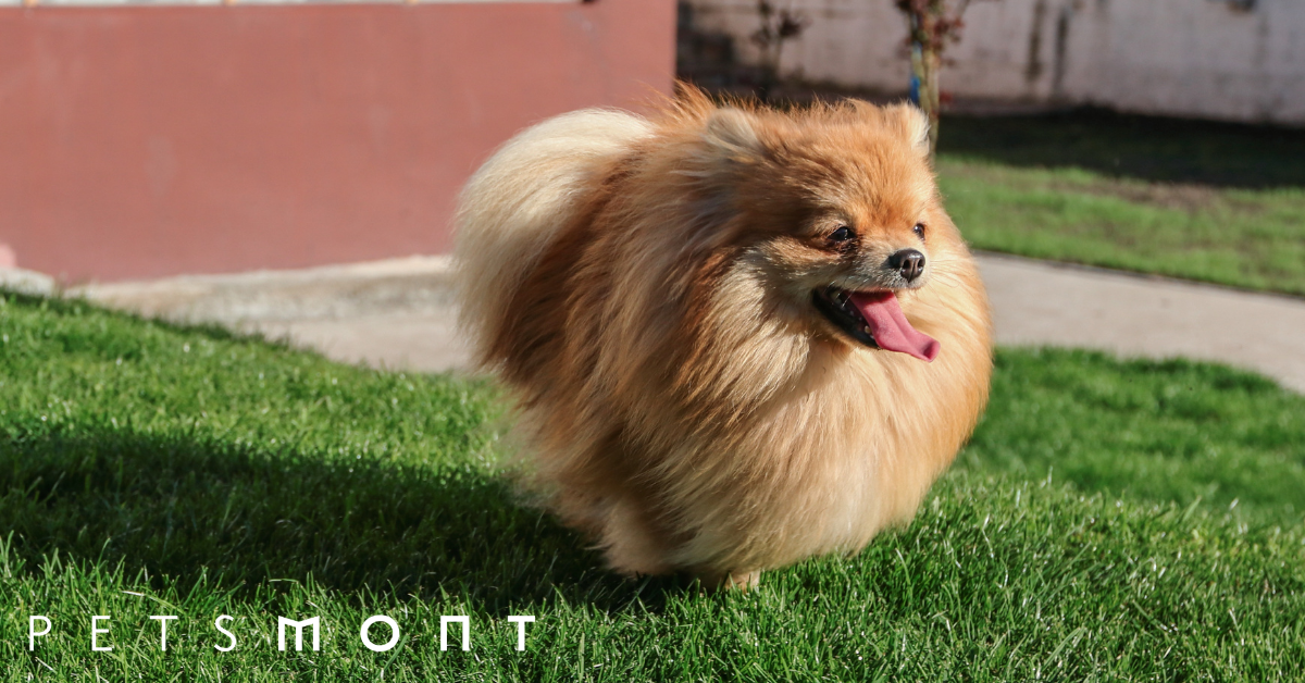 Mini Pomeranian: Important Facts About this Tiny Dog – Petsmont