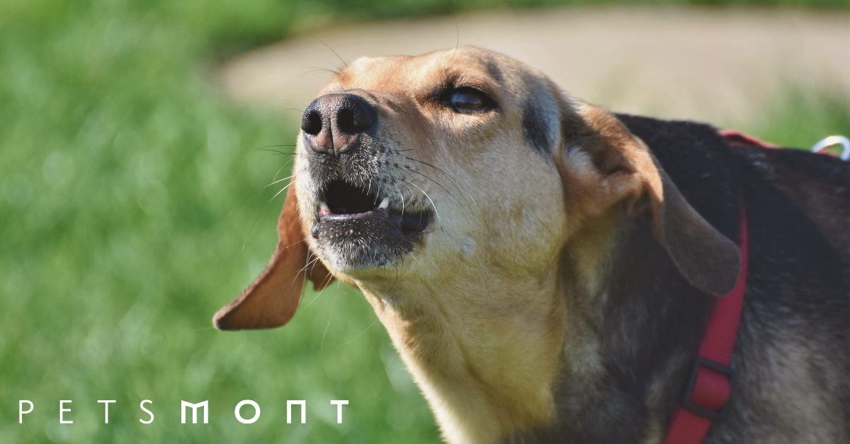 Dog Growling: What You Need to Know – Petsmont