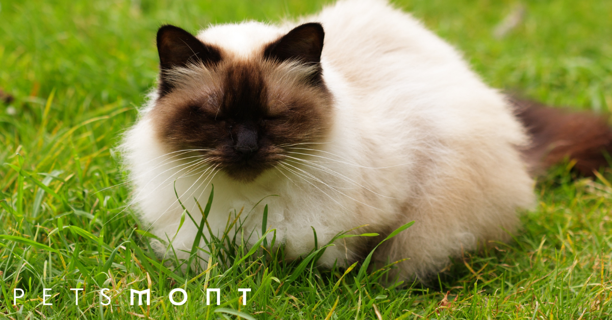 Adopting a Himalayan Kitten: Here’s Everything You Need to Know About ...