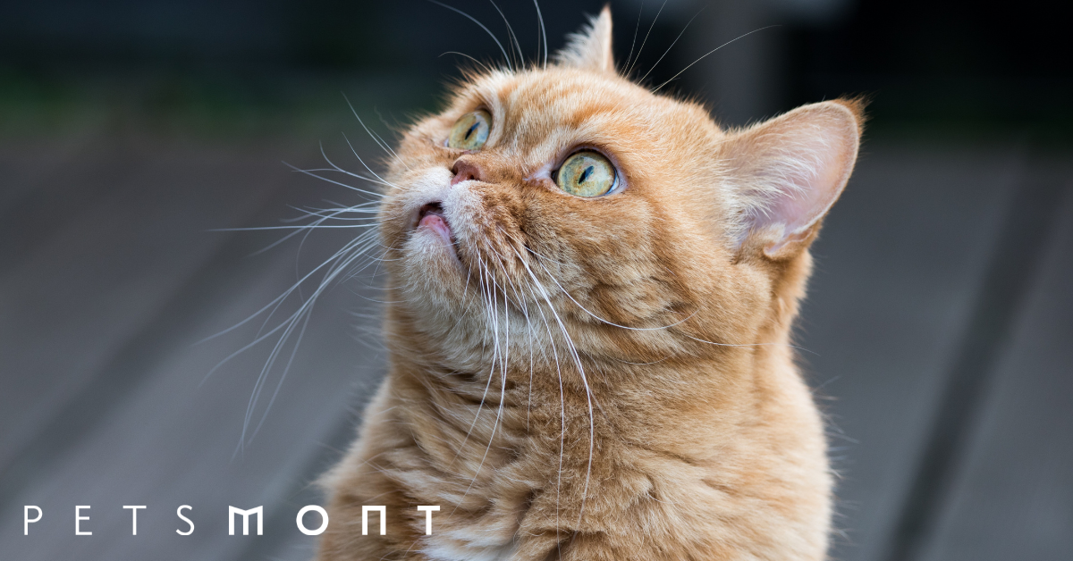 Cat Probiotics: Know These Important Things – Petsmont
