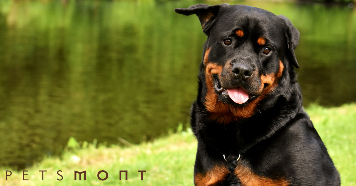Rottweiler Temperament: Know This Before You Adopt – Petsmont