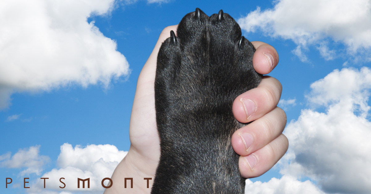 Dog Paw: Everything You Need to Know – Petsmont