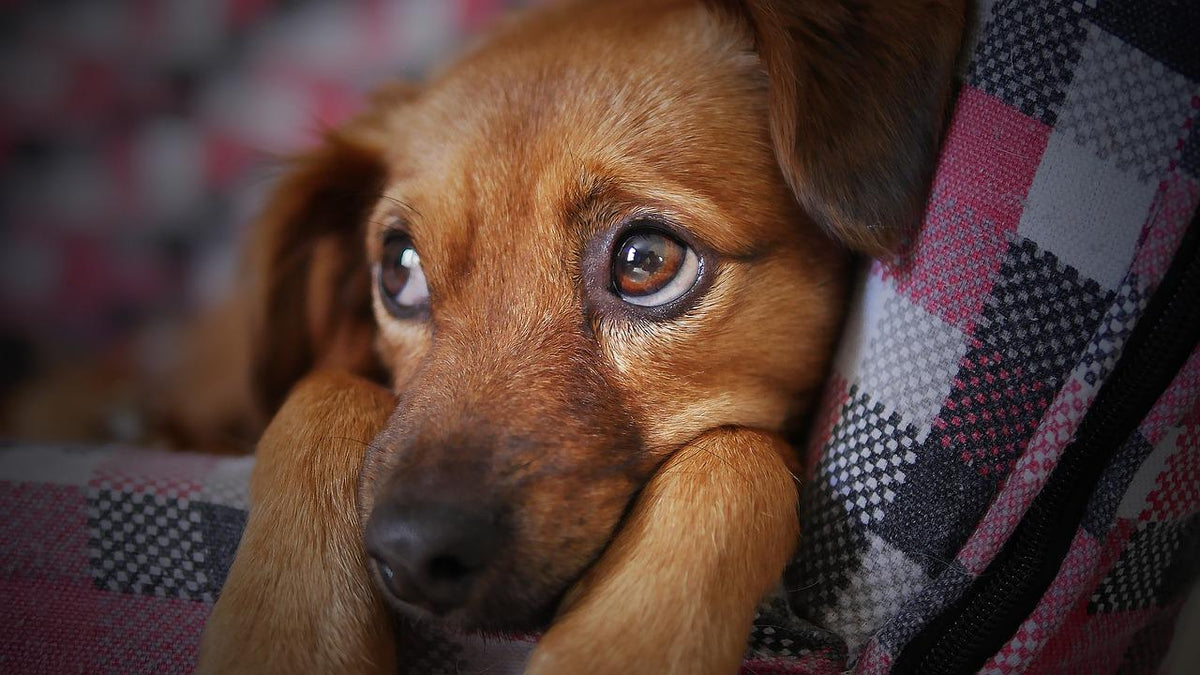 Hay Fever in Dogs Symptoms and 7 Proven Ways to Help Your Dog – Petsmont