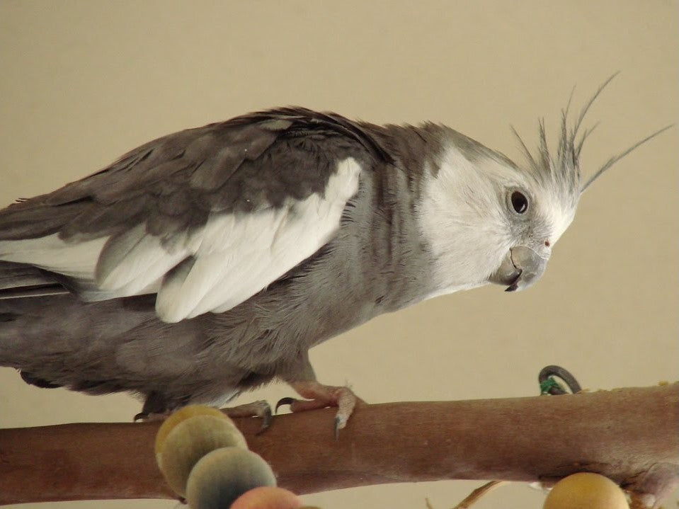Everything You Need To Know About the White-Faced Cockatiel – Petsmont