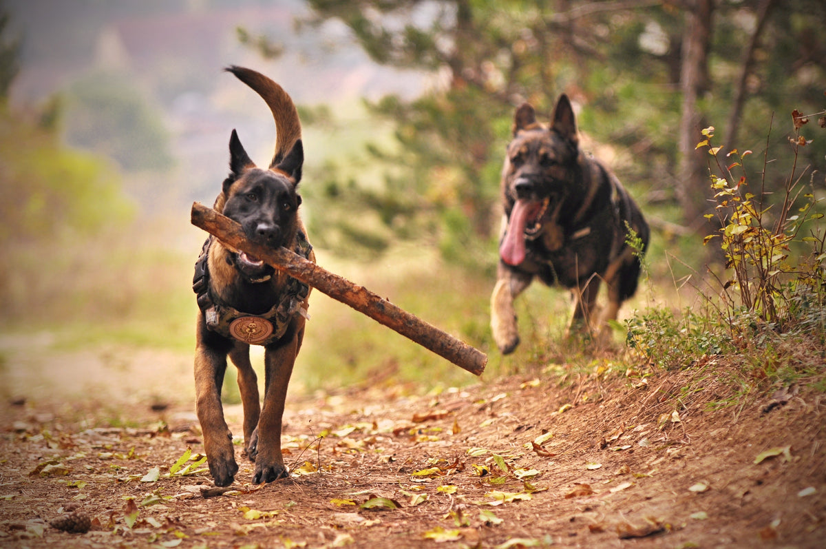 Best Exercise for German Shepherds – Petsmont