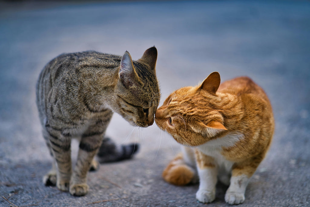 Understanding Lipomas in Cats and Other Companion Animals – Petsmont