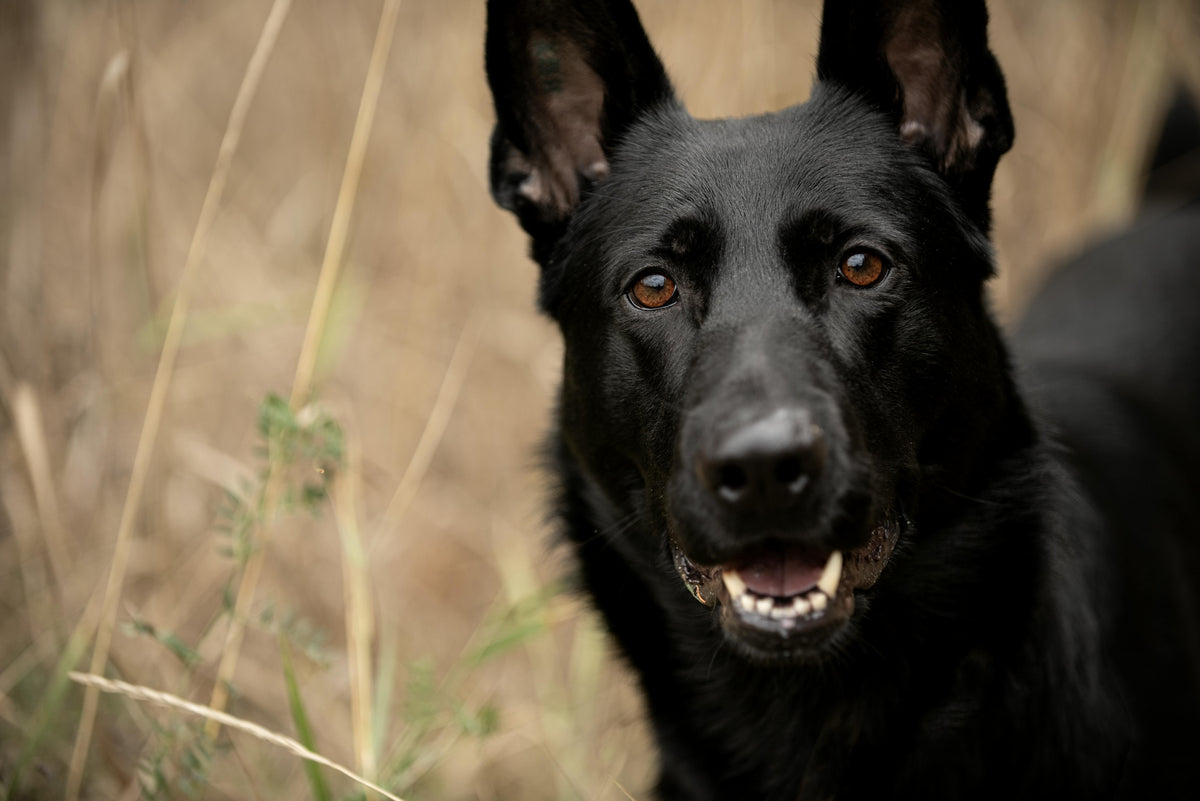The Ultimate Dog Lumps and Bumps Guide – Petsmont