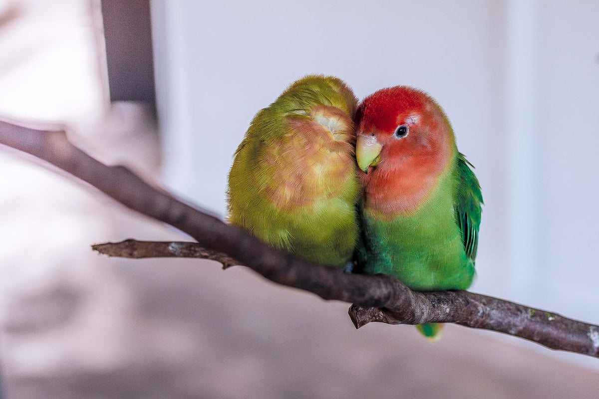 Breeding Peach Faced Love Birds