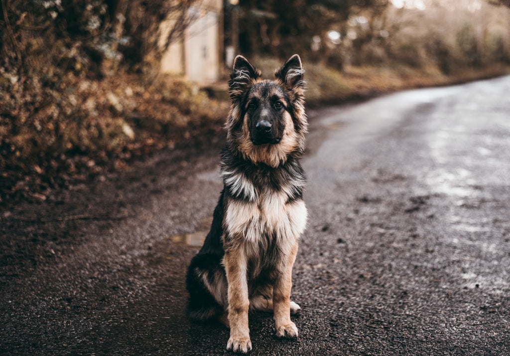 What Are The Easiest Dogs To Train Petsmont what-are-the-easiest-dogs-to-train-petsmont