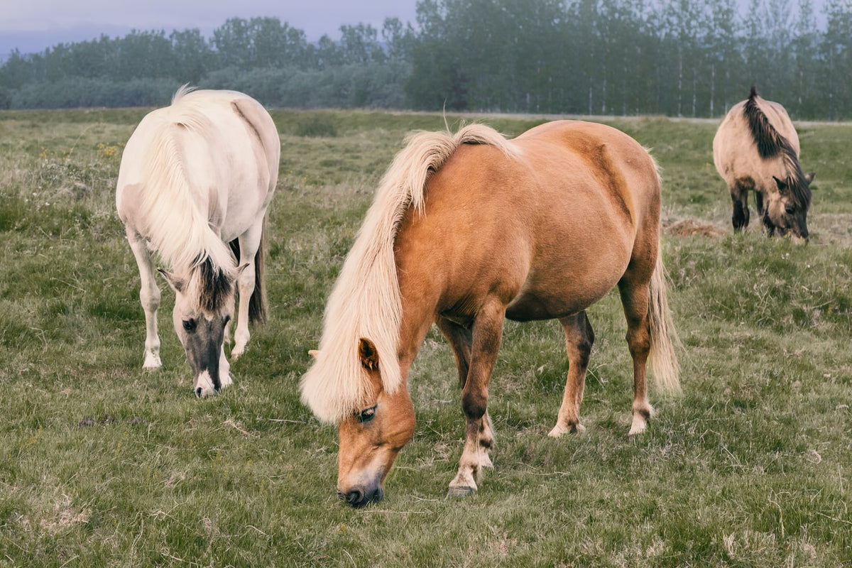 Different Horse Breeds: Get to Know Them – Petsmont