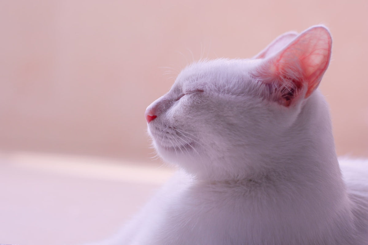 Albino Cat – Petsmont