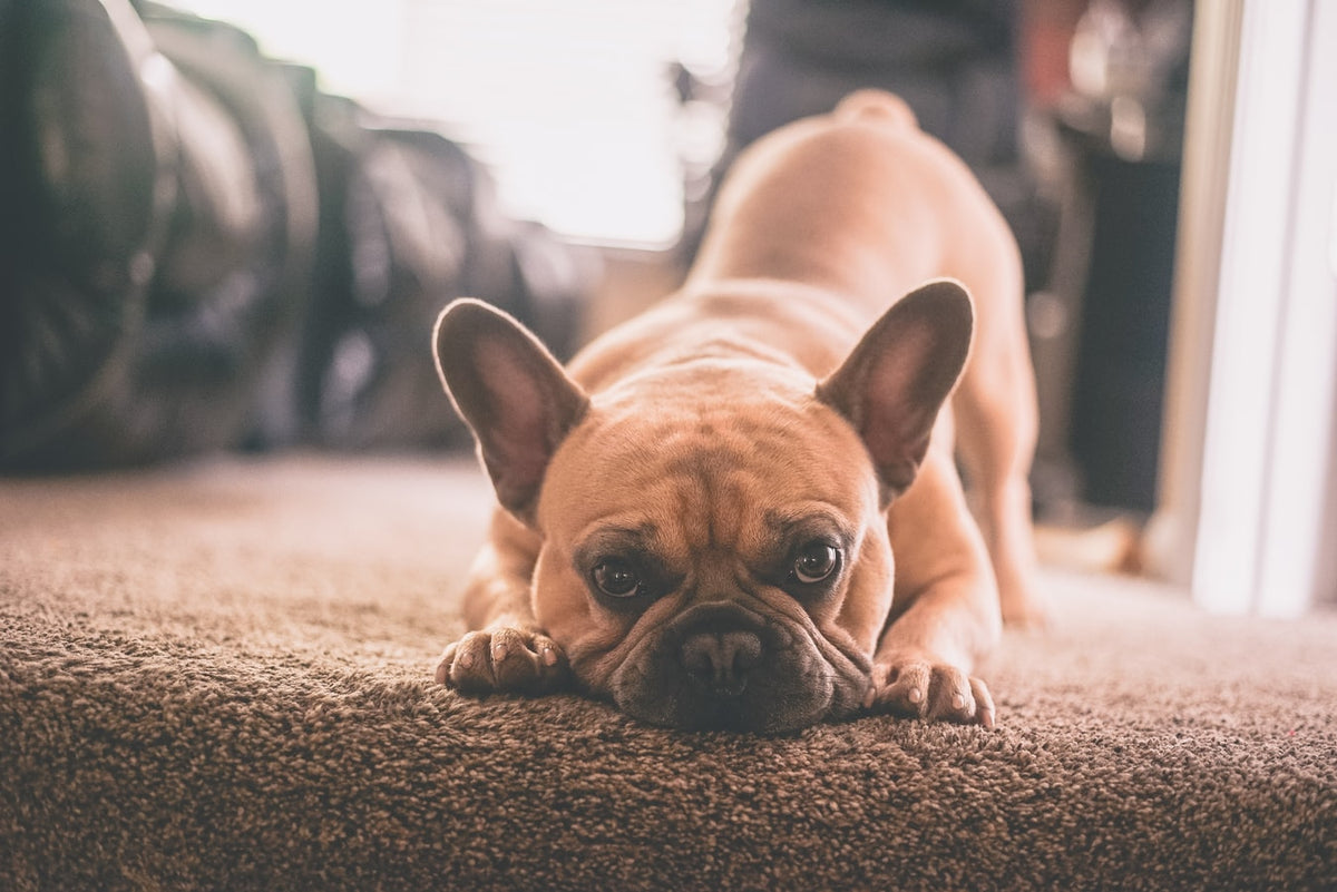 What You Should Know About Dog Temperament – Petsmont
