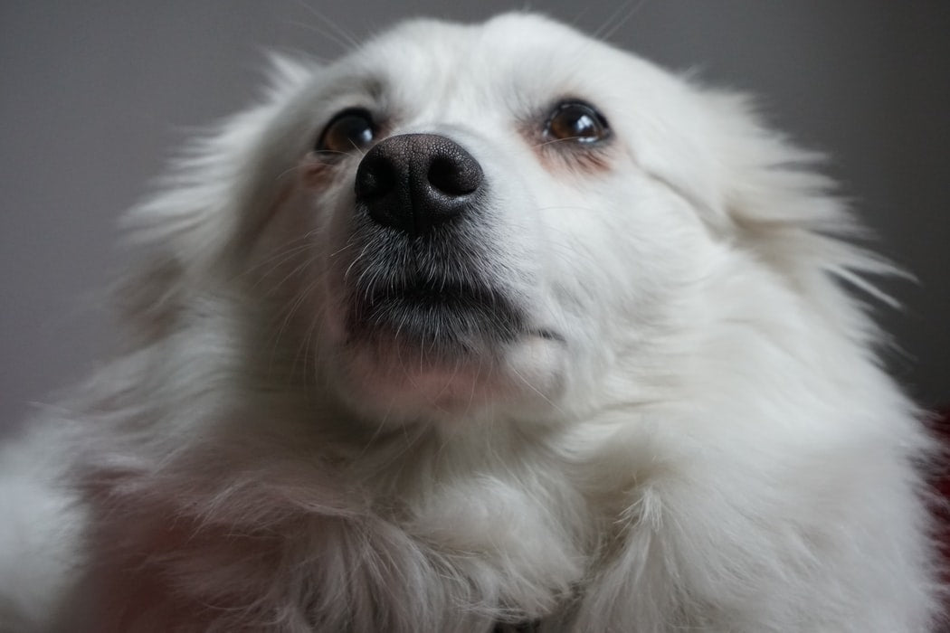 Fluffy Dog Breeds: Everything You Need to Know – Petsmont