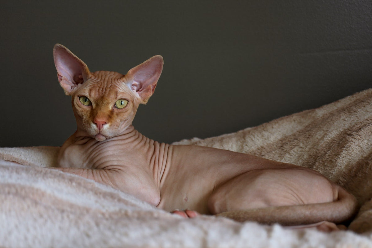 Hairless Cat Breeds: Everything You Need to Know – Petsmont