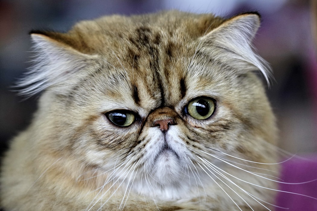 6 Exotic Cat Breeds You Need To Know – Petsmont