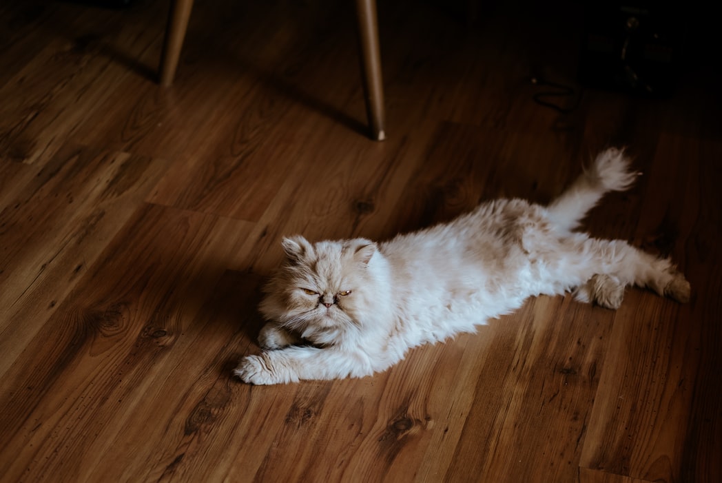 Lazy Cat Breeds: Get to Know These Top 8 Breeds – Petsmont