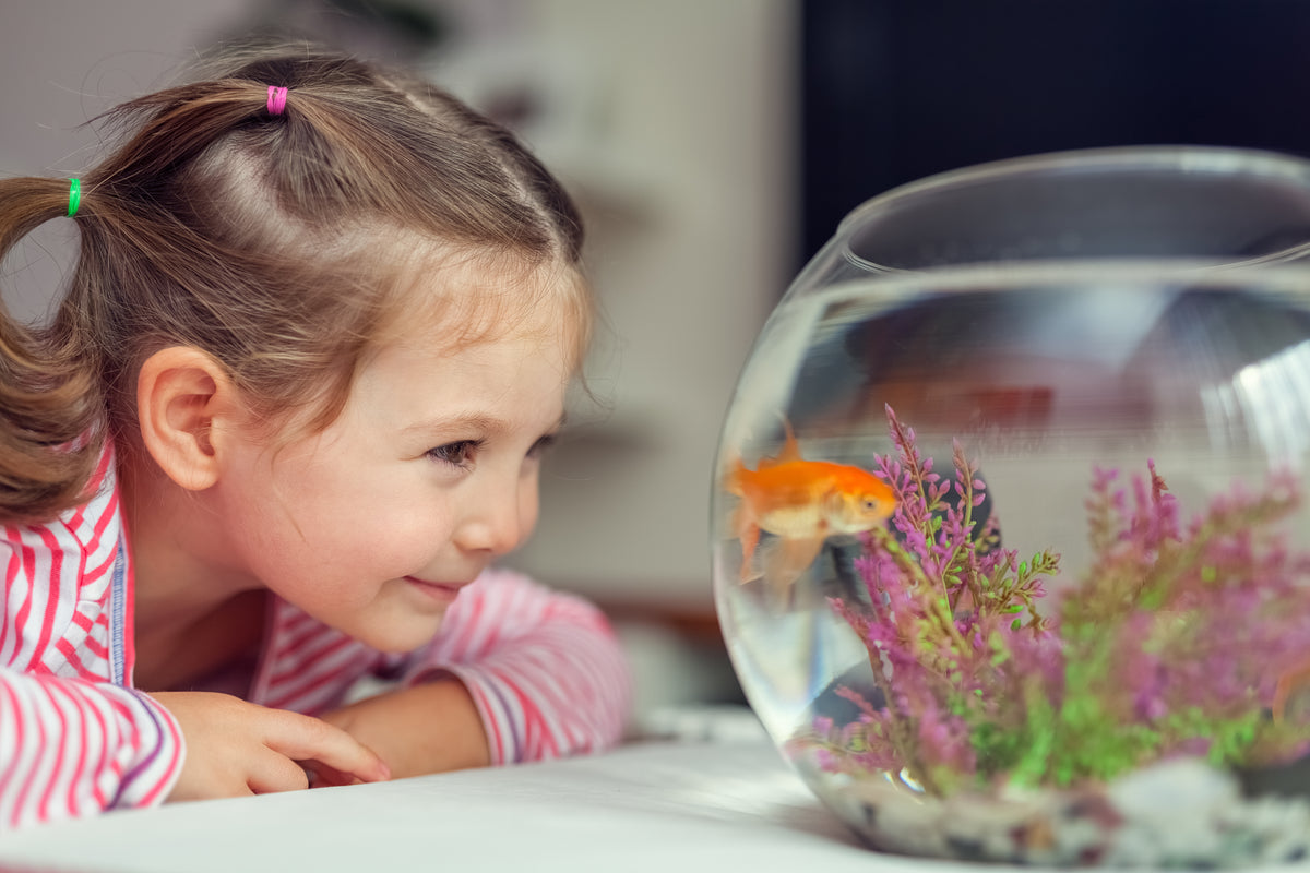 Pet Fish Supplies: Everything You Need to Know – Petsmont