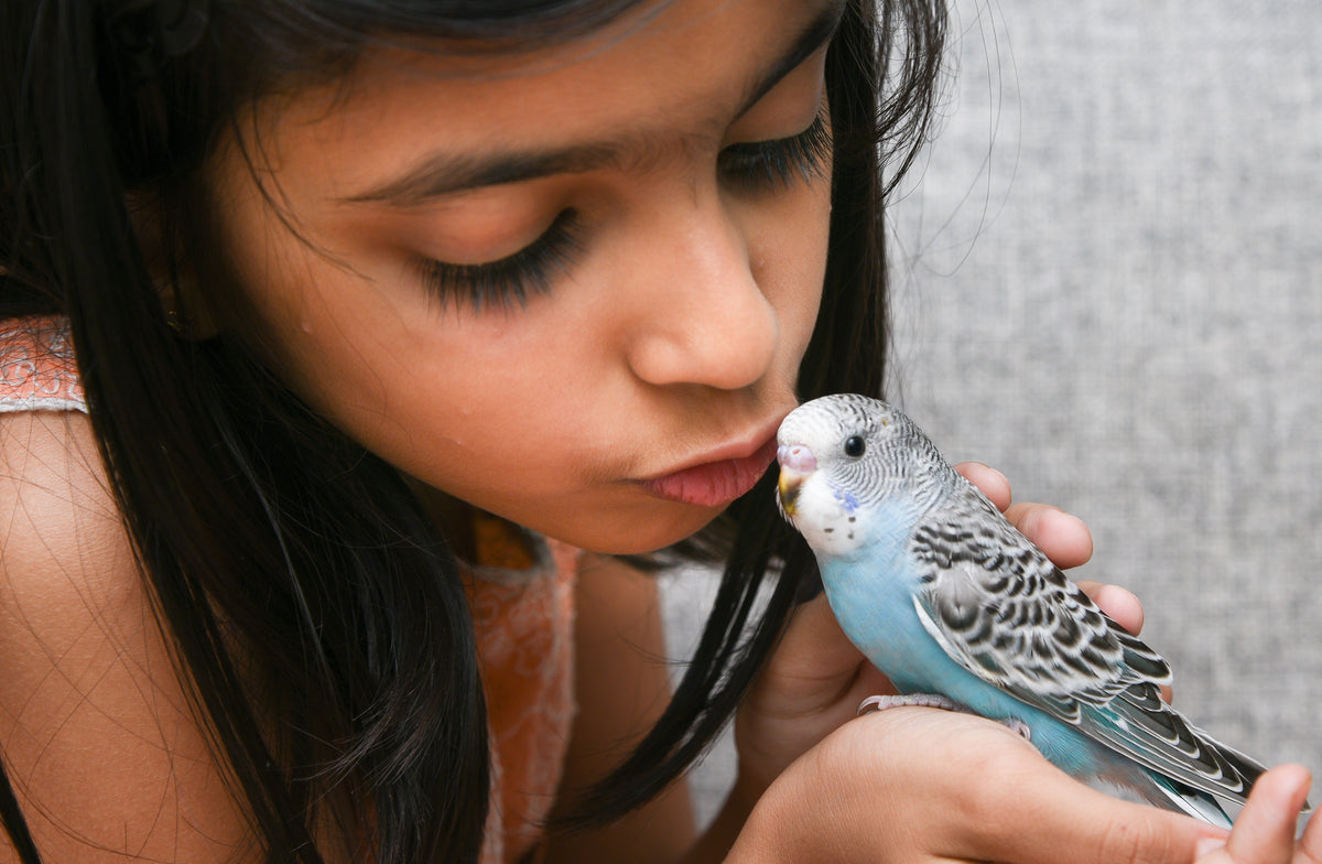 Here Are Valuable Tips To Ensure You Have a Healthy Bird – Petsmont